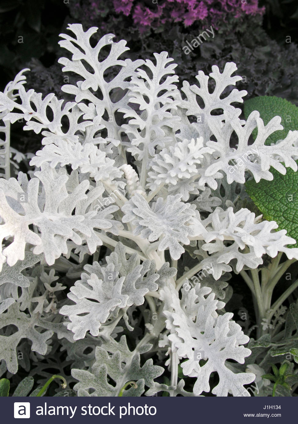 SENECIO CINERARIA DUSTY MILLER Stock Photo, Royalty Free Image ... SENECIO CINERARIA DUSTY MILLER Stock Photo, Royalty Free Image ...
