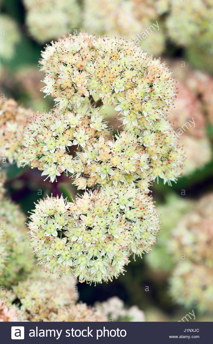 SEDUM TELEPHIUM SUBSP. MAXIMUM 'GOOSEBERRY FOOL' Stock Photo, Royalty ... SEDUM TELEPHIUM SUBSP. MAXIMUM 'GOOSEBERRY FOOL' Stock Photo, Royalty ...