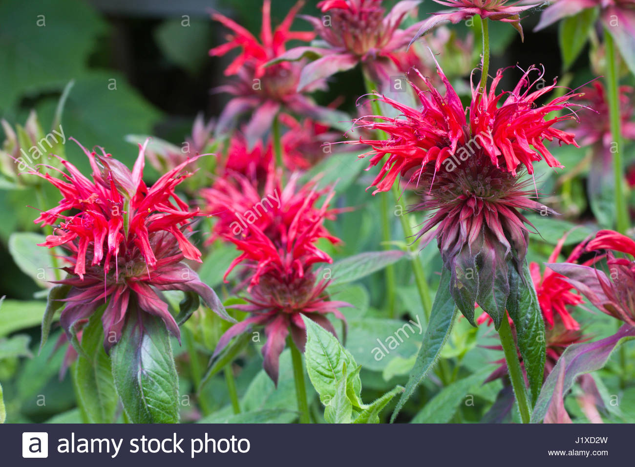 MONARDA 'CAMBRIDGE SCARLET' Stock Photo, Royalty Free Image: 138878625 ...