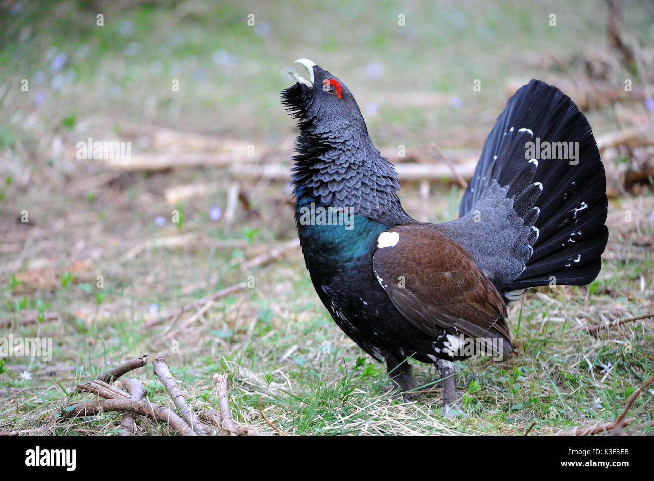 Capercaillie, courtship display in the Bavarian alps Stock Photo ...
