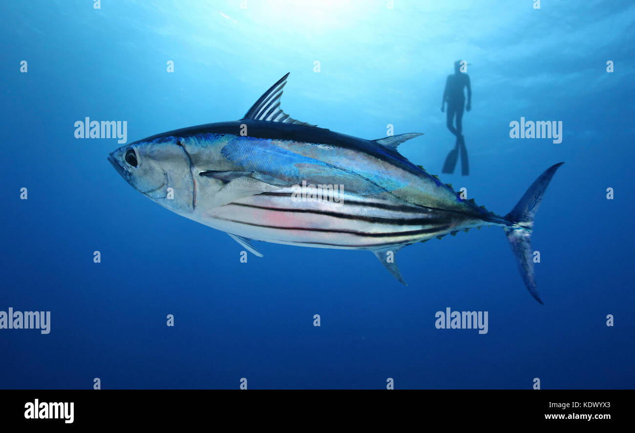 Skipjack Tuna Stock Photos & Skipjack Tuna Stock Images - Alamy