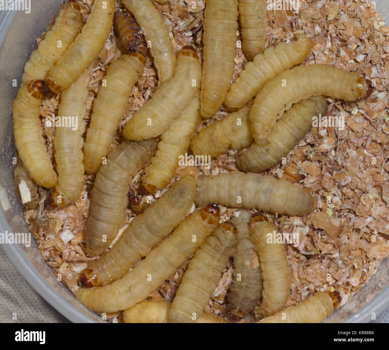 Waxworms In Fridge at Eldon Berthold blog
