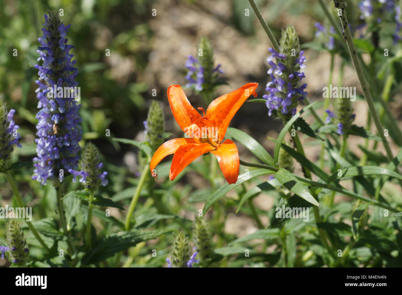 Siberian Lily Stock Photos & Siberian Lily Stock Images - Alamy
