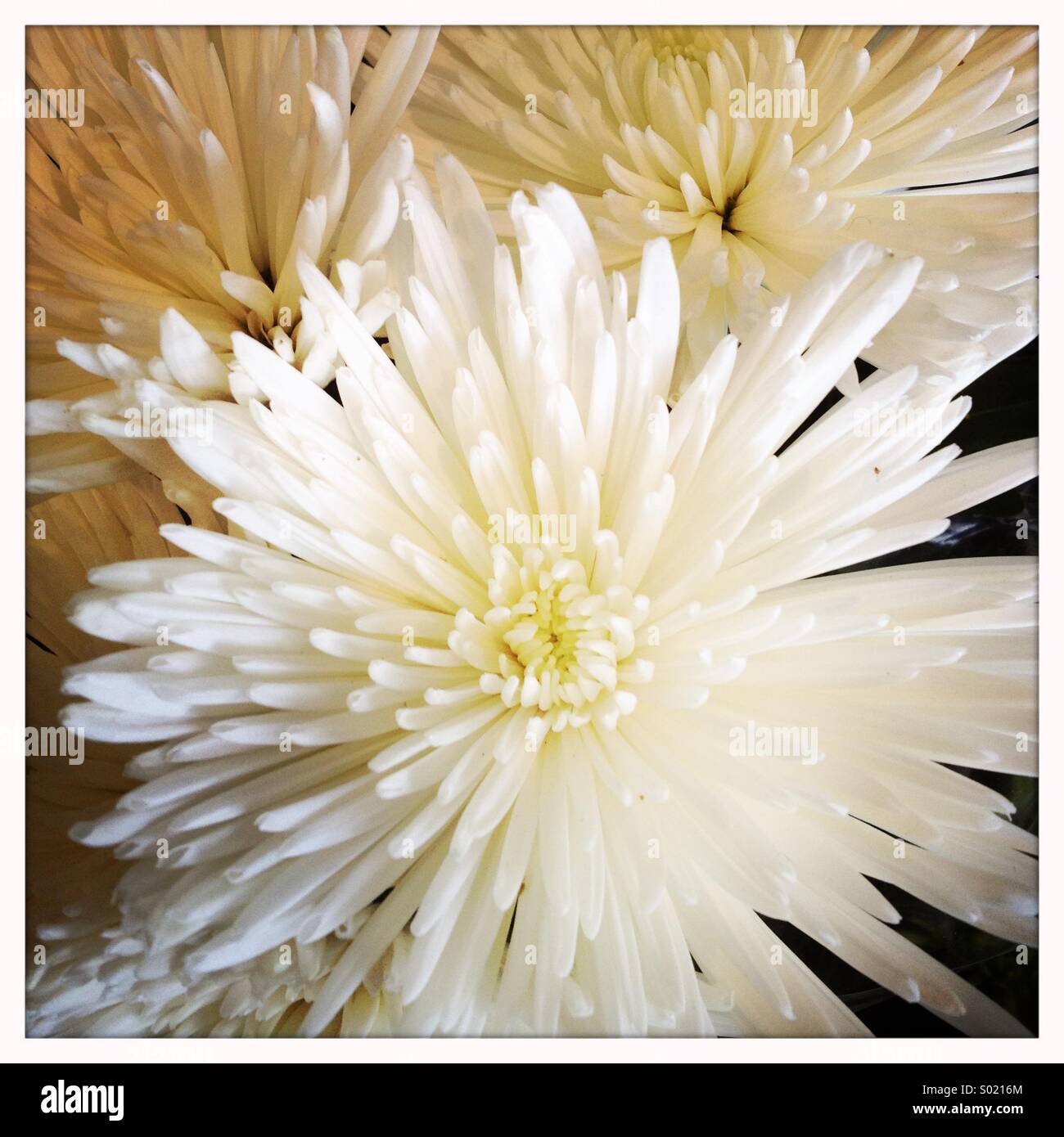 Mums Stock Photo, Royalty Free Image: 309831500 - Alamy