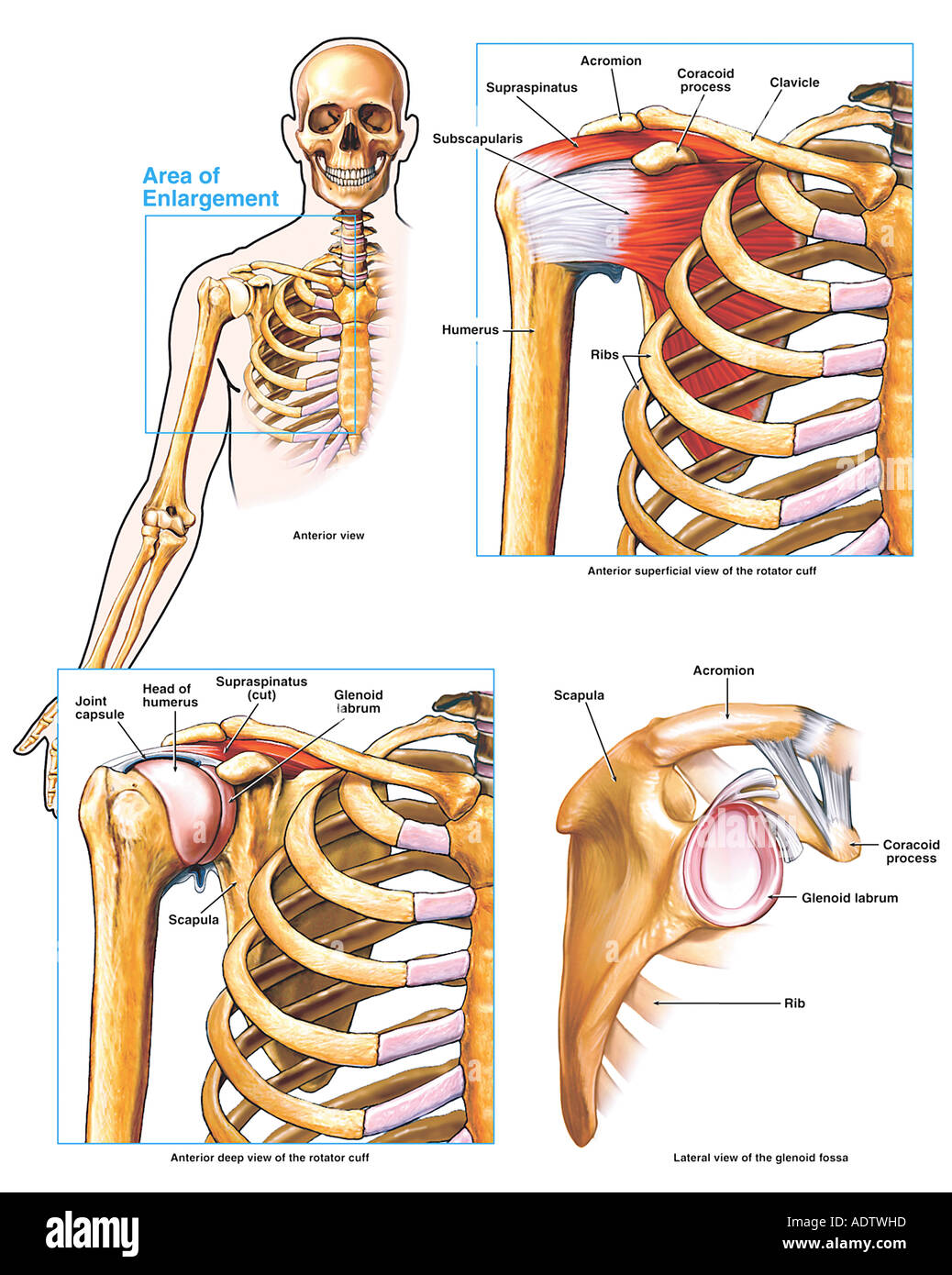 Anatomie der Schulter und der Rotatorenmanschette Stockfoto, Bild ... Anatomie der Schulter und der Rotatorenmanschette Stockfoto, Bild ...