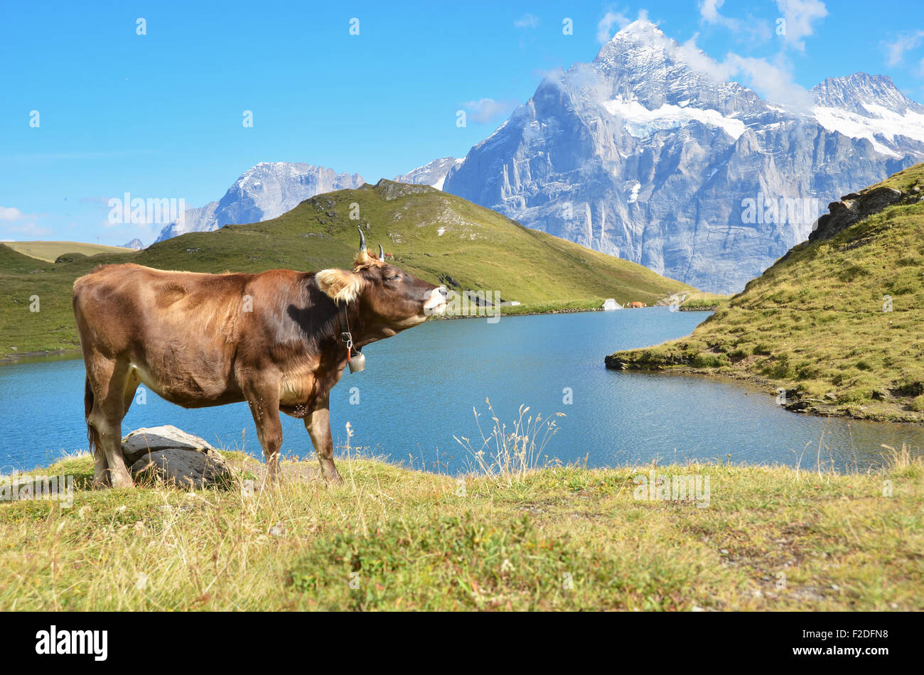 Kühe auf der Alm. Jungfrauregion, Schweiz Stockfoto, Bild: 87578884 - Alamy Kühe auf der Alm. Jungfrauregion, Schweiz Stockfoto, Bild: 87578884 - Alamy