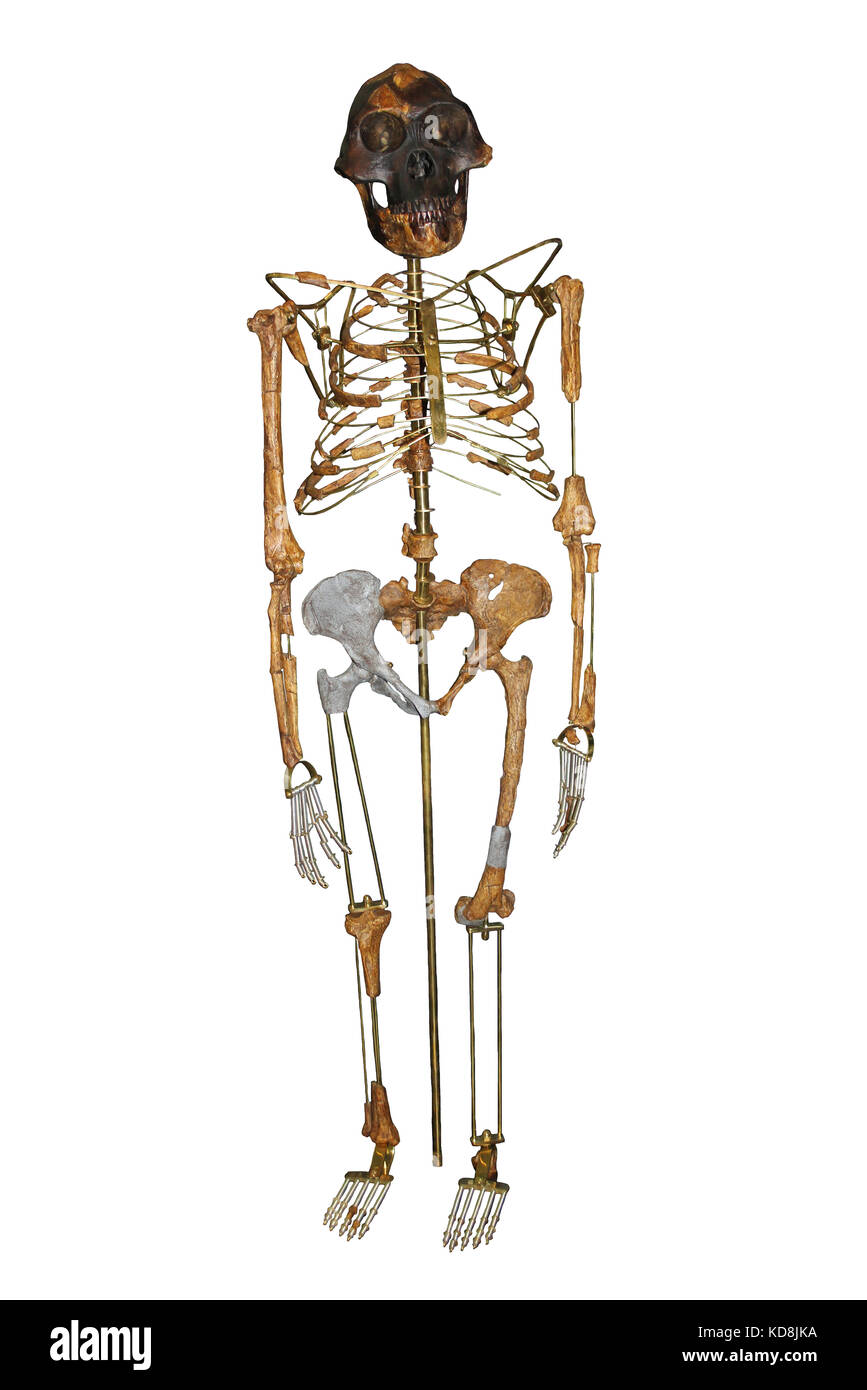 Lucy Australopithecus afarensis Skelett Stockfoto, Bild: 163074110 - Alamy Lucy Australopithecus afarensis Skelett Stockfoto, Bild: 163074110 - Alamy