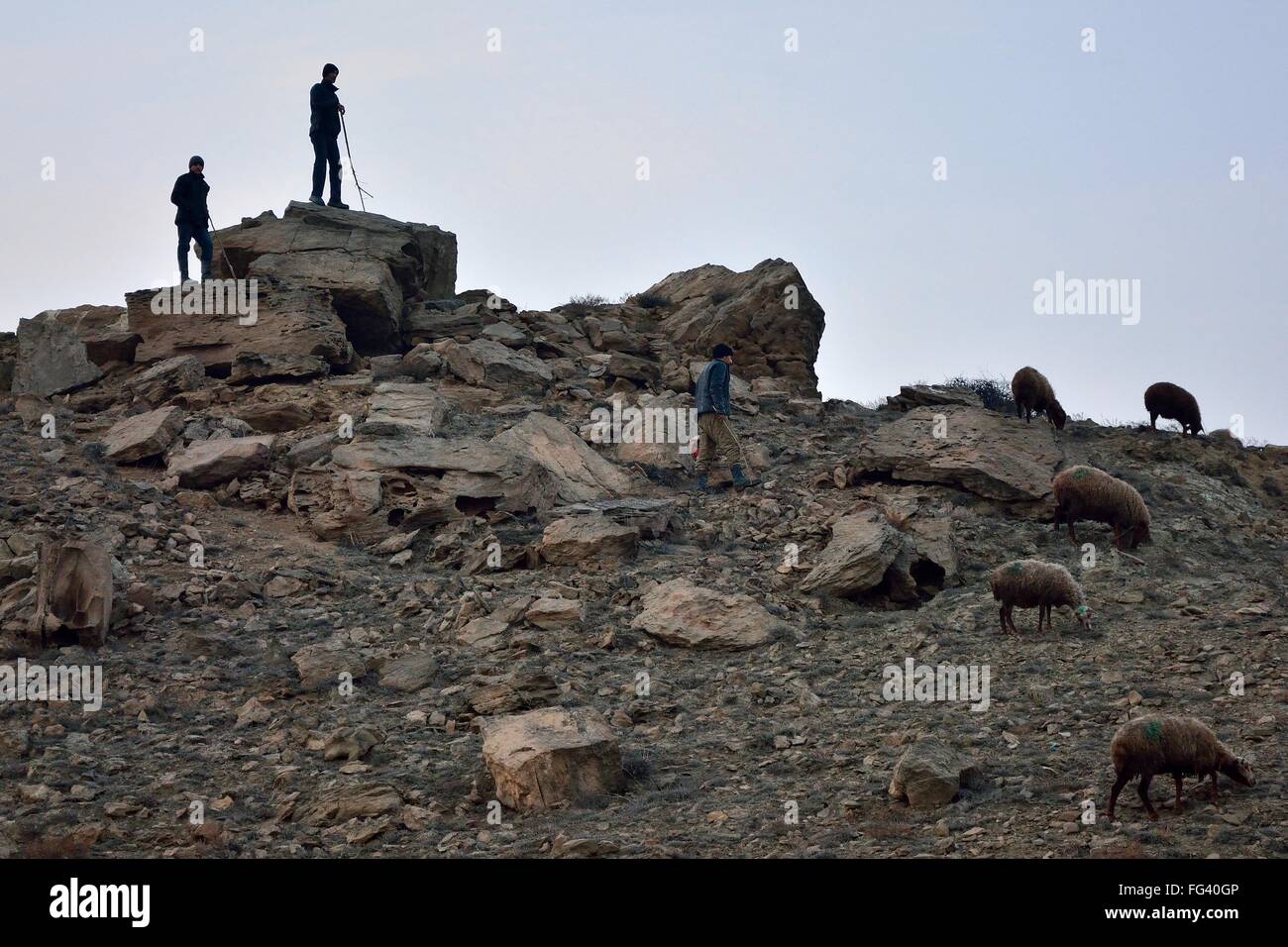 Troupeau De Bergers Banque De Photographies Et Dimages Haute 8100 The
