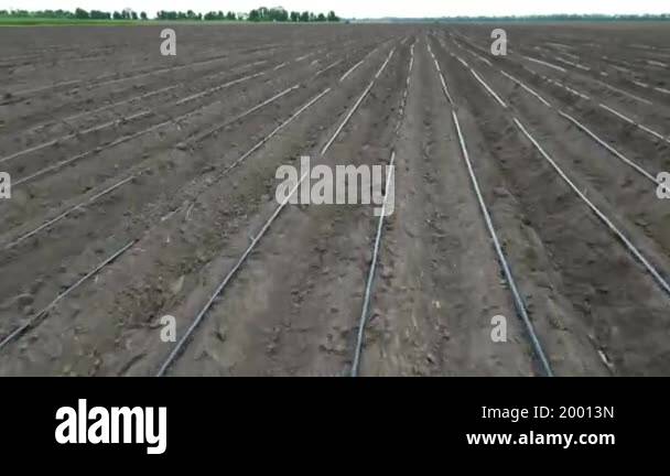 Aerial view of the field with irrigation lines watering crops ...