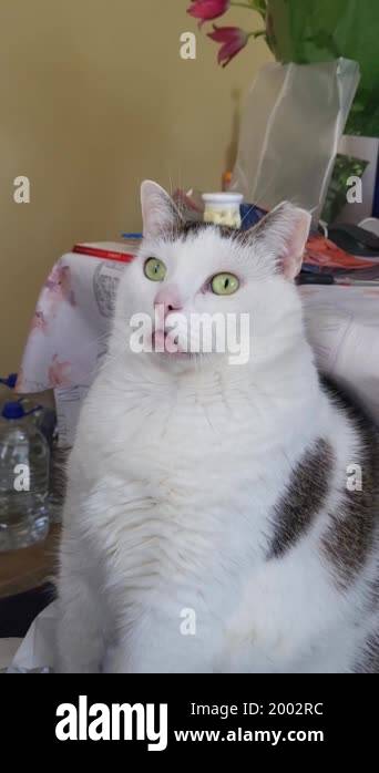 A funny fat white cat with green eyes and a tongue hanging out looks ...