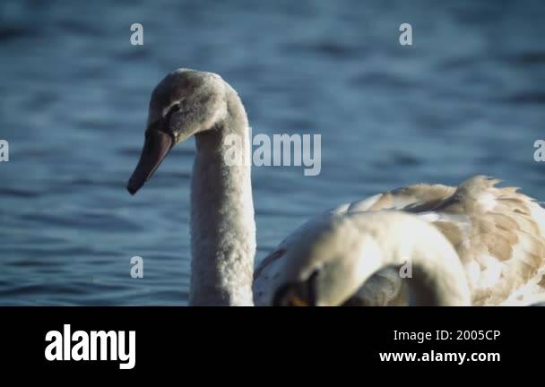 swan with its open mouth Stock Video Footage - Alamy