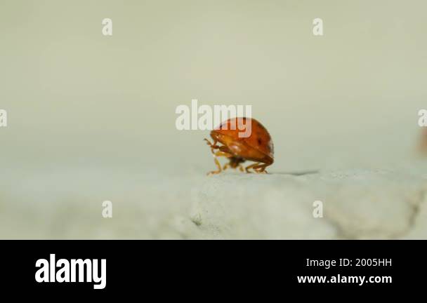 Asian lady beetle in macro shot on a white background. Orange Ladybug ...