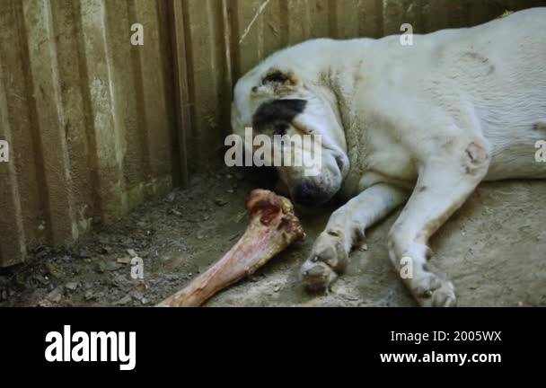 Sivas kangal dog sleep. Kangal alabai dangerous dog funny sleeping ...
