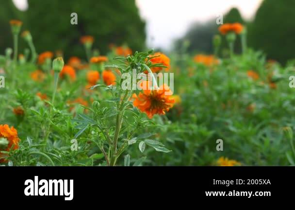 Bright orange marigolds in full bloom adorn a modern park in Antalya ...