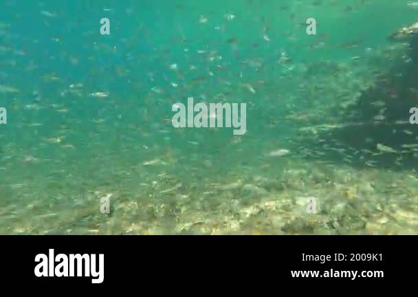 Diving through a large school of sardines, European pilchards, Sardina ...