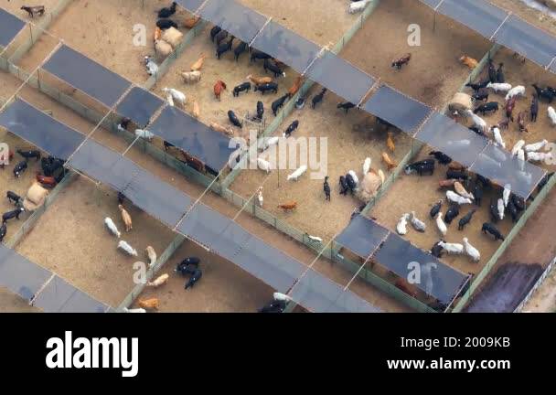 Cattle stockyard with meat cows. Feeding of livestock on farm feedlot ...