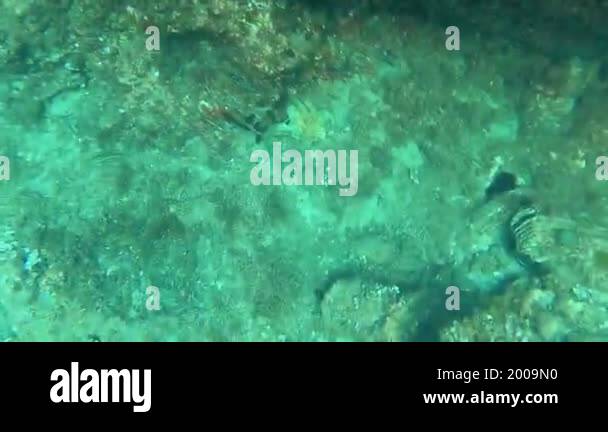 An octopus on the seabed, surrounded by fishes The painted comber ...