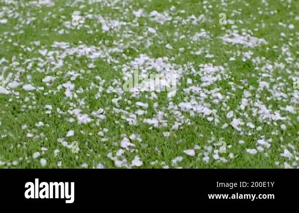 white lumps of ice lie on the green grass After a significant storm ...