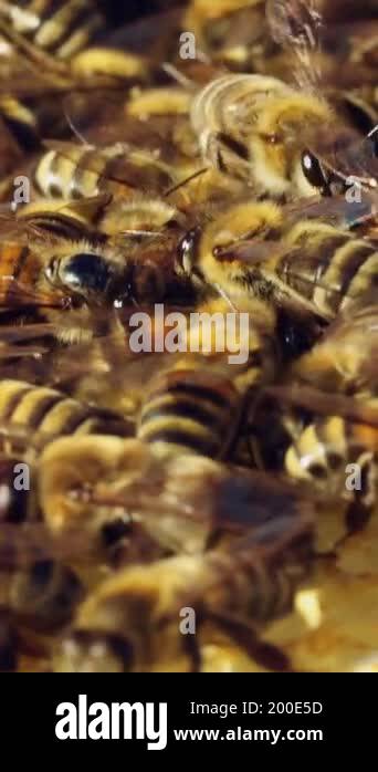 Macro shot of bees swarming on a honeycomb. Frames of a bee hive ...