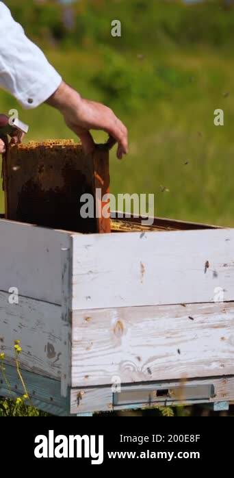 Farmer works near wooden beehive in summer. Bees flying over the hives ...