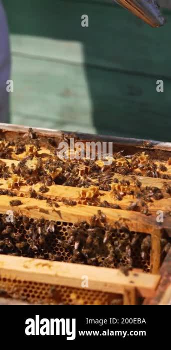 Bees crawling on frames in open beehive. Apiarist calms bees with a ...