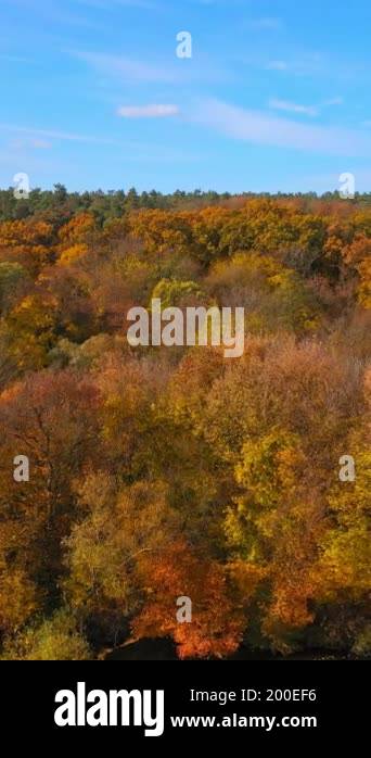 Autumn forest from above. Beautiful woodland in fall season. Flight ...
