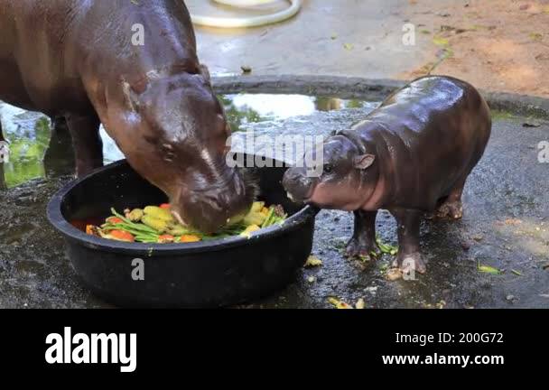 Footage of a 3 months old baby Pygmy Hippo mimicking her mother's ...