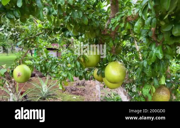 A scenic view of calabash fruits hanging on a lush green tree ...
