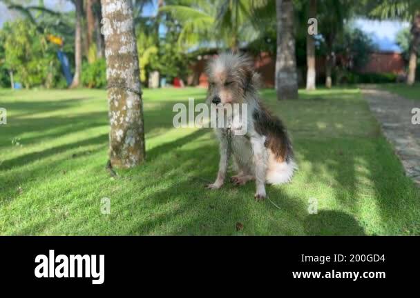 A rustic, scruffy dog sits calmly under the shade of palm trees, tied ...
