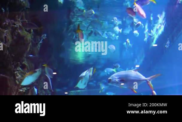 Beautiful fish of different sizes in nature at depth between stones ...