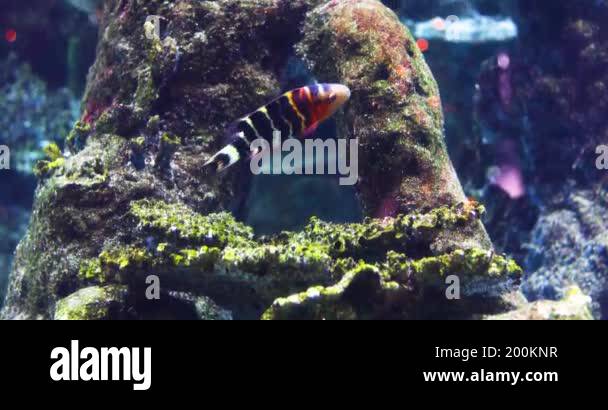 Beautiful fish of different sizes in nature at depth between algae and ...
