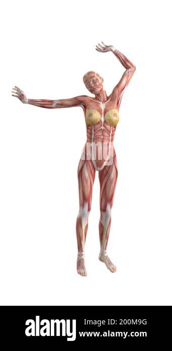 3d animation of a woman doing stretching exercises or stretching. In two sequences, showing the ...