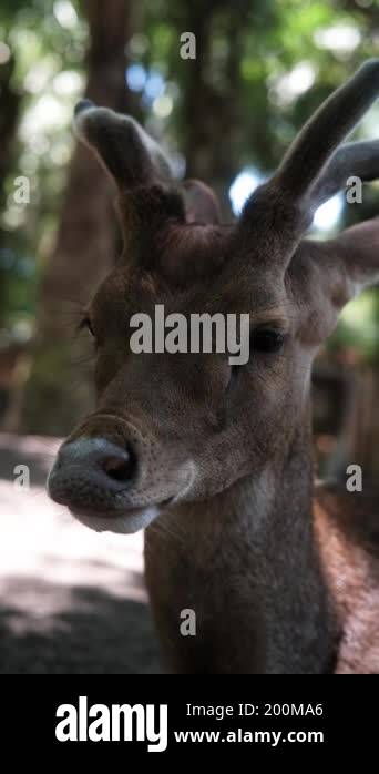 Close up portrait of Sambar deer lying in a park in tropical climate ...