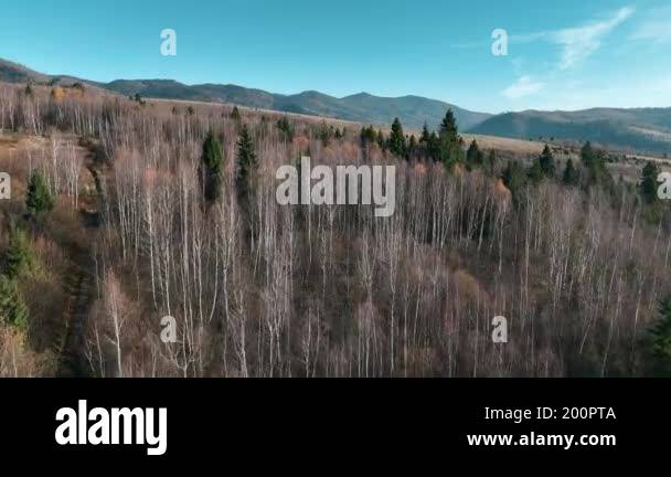 Birch forest with mountain backdrop under clear sky - A sprawling birch ...