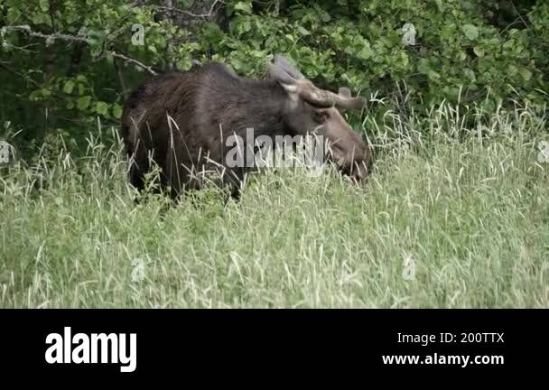 Side shot of a moose eating and chewing on prairie grasses Stock Video ...