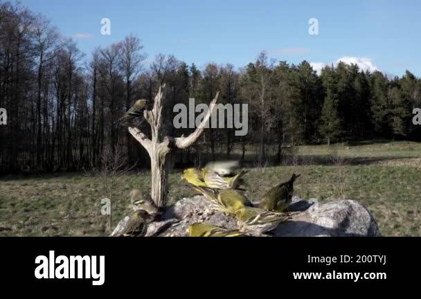 A very large group of songbirds explode in flight from fear Stock Video ...
