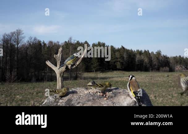A mix of pretty songbirds fight and compete over food by a prairie ...