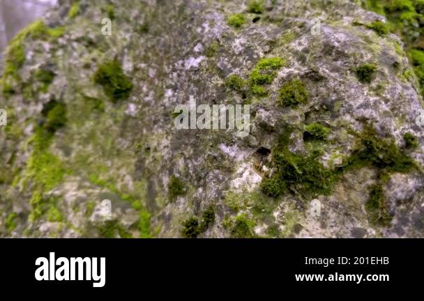 Granite stones covered with green moss. Close up of green moss grown on ...
