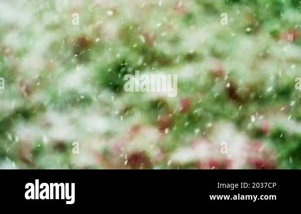 Snowfall outside the window turns the green forest into a majestic ...