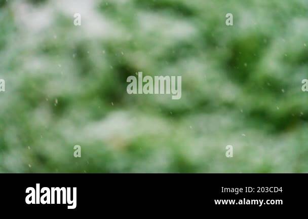 Snowfall outside the window turns the green forest into a majestic ...