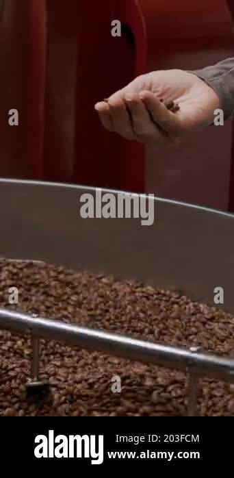 Vertical shot of anonymous technician examining coffee beans in drum of ...