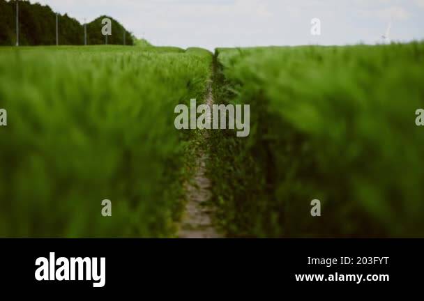 Narrow dirt path winds through lush, vibrant green field with distant ...