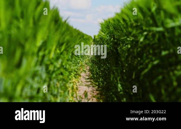 Narrow dirt path winds through lush, vibrant green field with distant ...