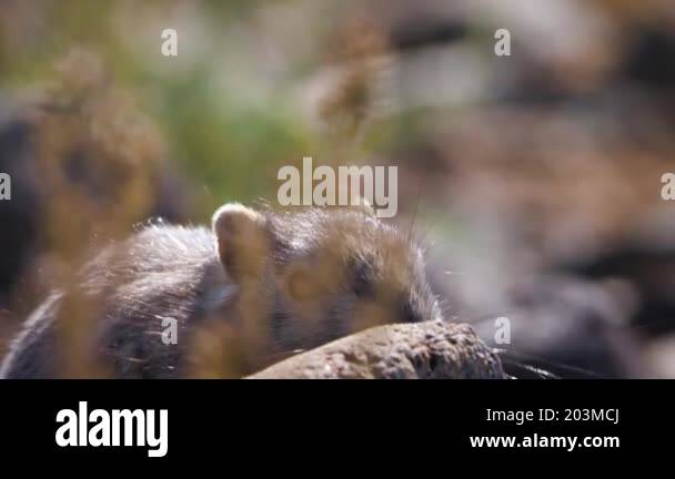 Rodent Great Gerbil (Rhombomys opimus). Portrait of the animal. Funny ...