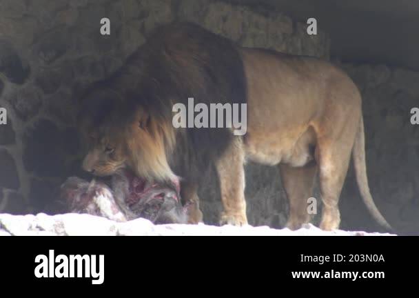 Lion animal eats meat food in Zoo. Chews with teeth Stock Video Footage ...