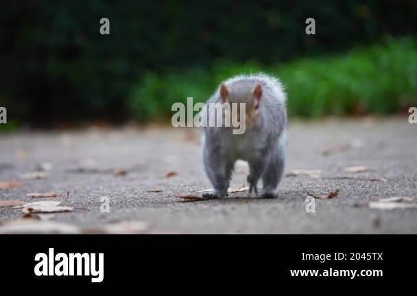 A squirrel with a fluffy tail explores the ground in a London park ...