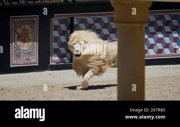 Slow Motion of Male lion, Africa Wildlife Animal in Maasai Mara in ...