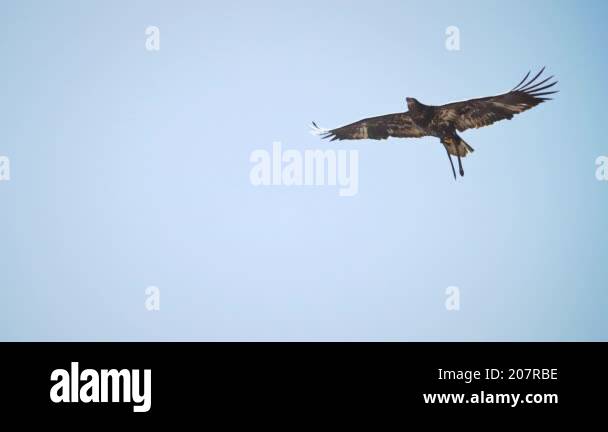 Swainsons Hawk flying through the sky gliding in slow motion in the ...