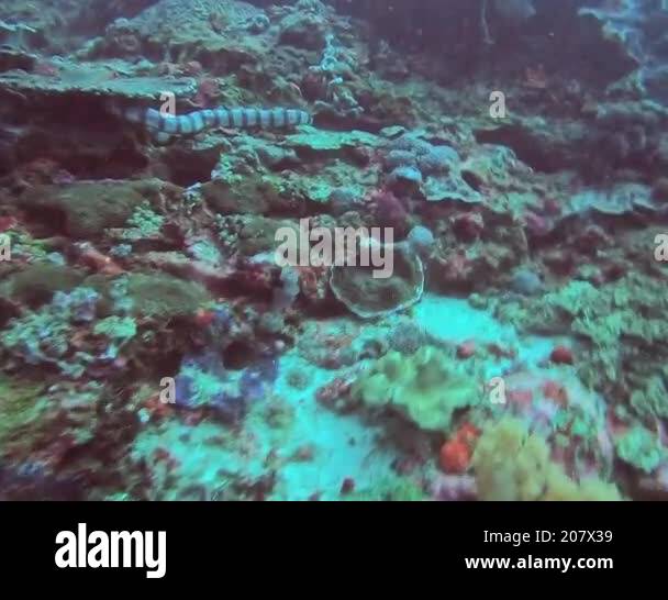 Dive deep into the astonishing beauty of a vibrant coral reef that is ...