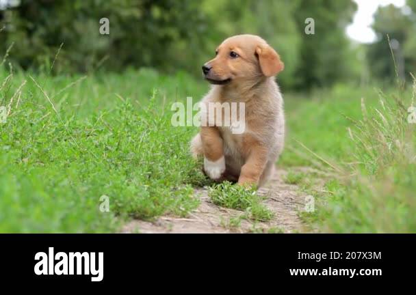 Funny cute puppy on a walk with the owner.Active dog has good time on ...